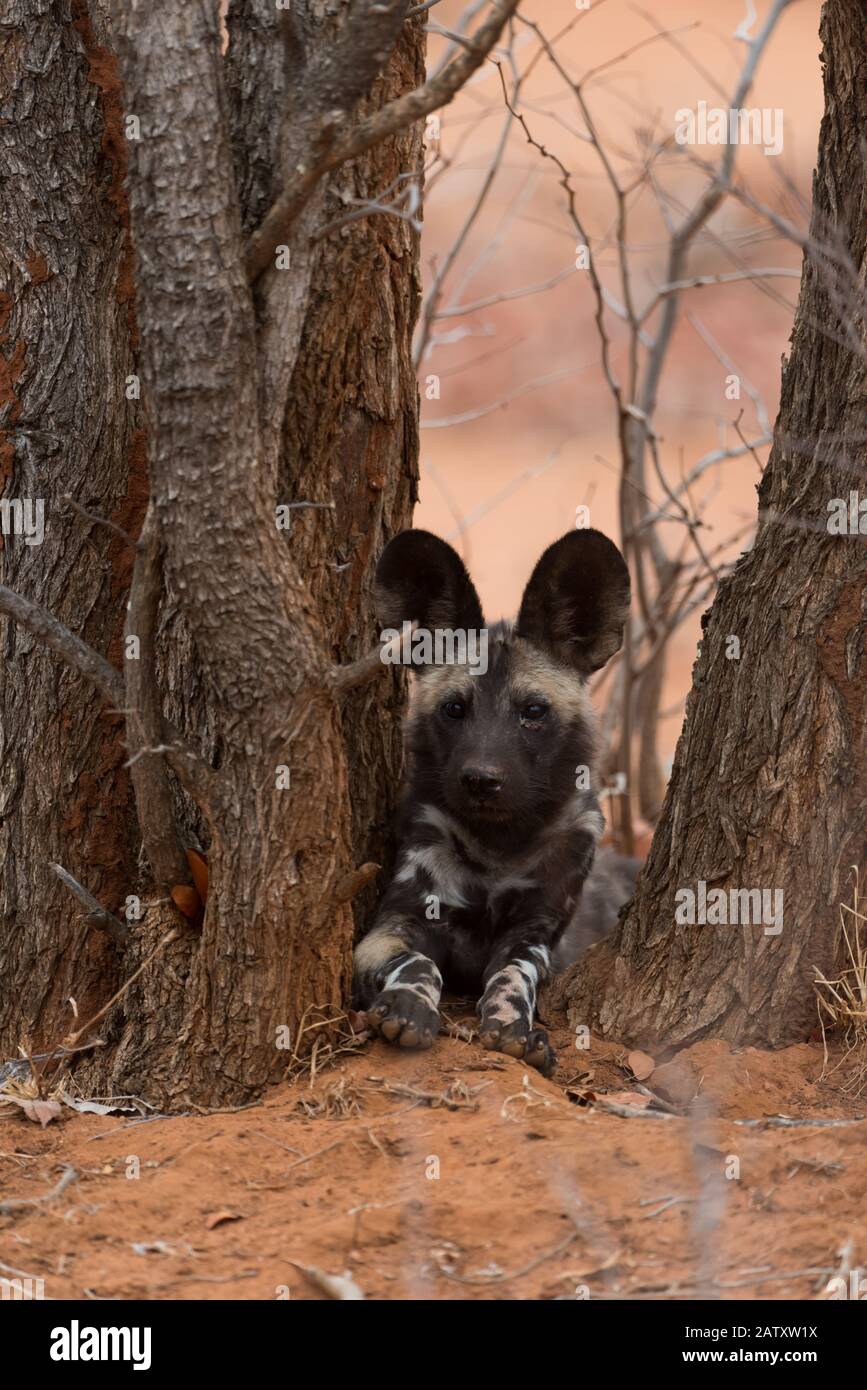 African painted wolf puppy hi-res stock photography and images - Alamy
