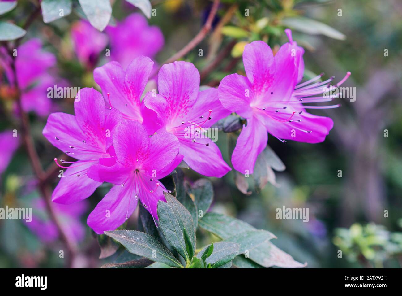 Violet azalea, concept of landscaping, bush of blooming azalea ...