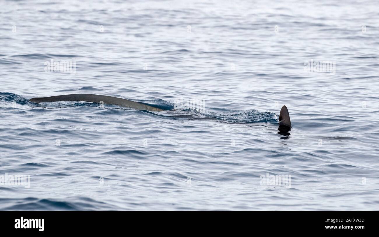 common thresher shark, Alopias vulpinus, Santa Monica Bay, Los Angeles ...