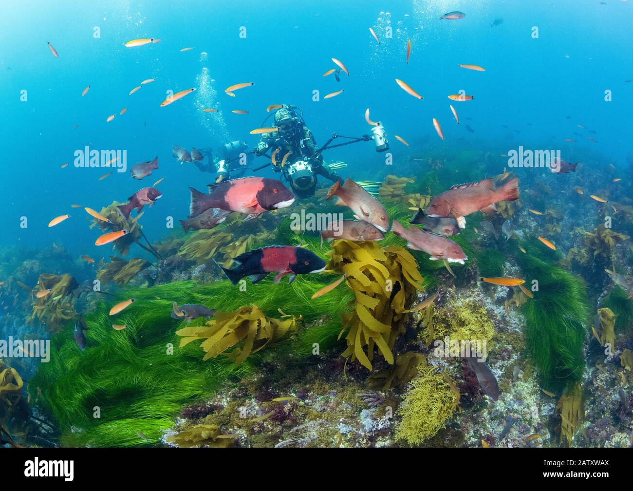 California sheephead, Semicossyphus pulcher, wrasse, Oxyjulis ...