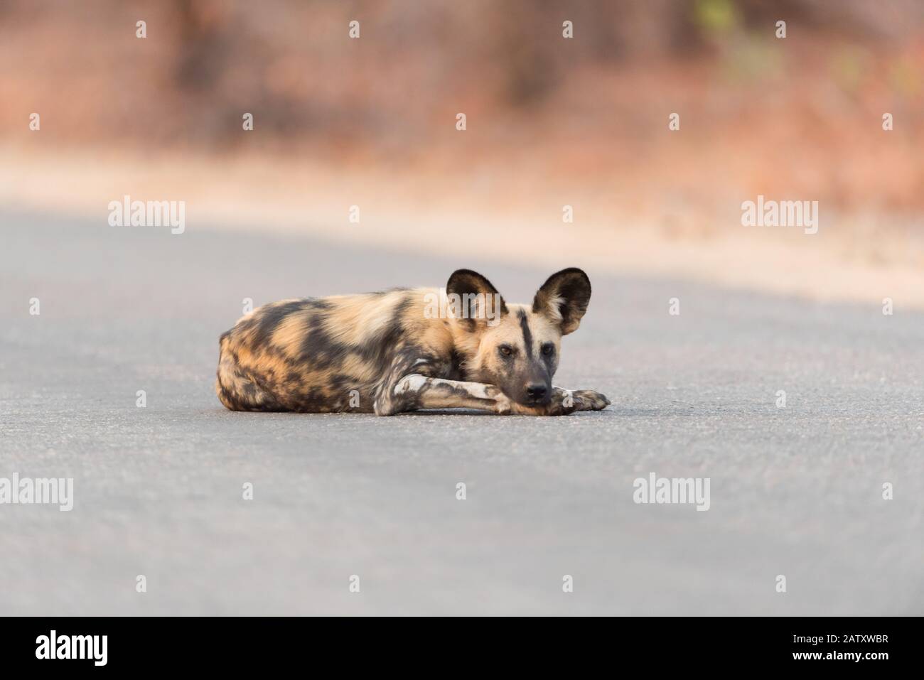 African wild dog puppy Stock Photo - Alamy