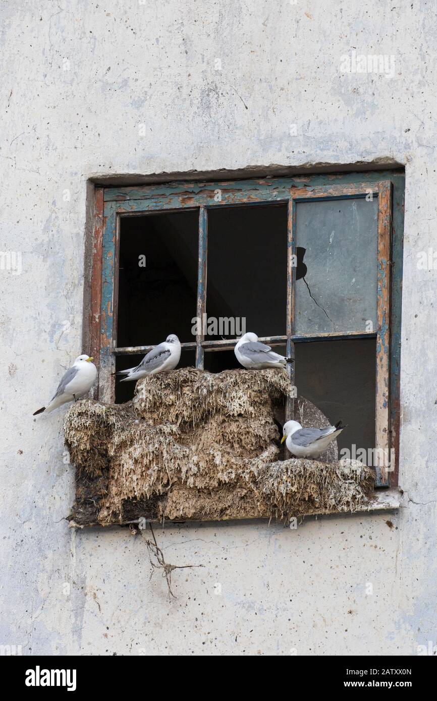 Nests on windows hi-res stock photography and images - Alamy