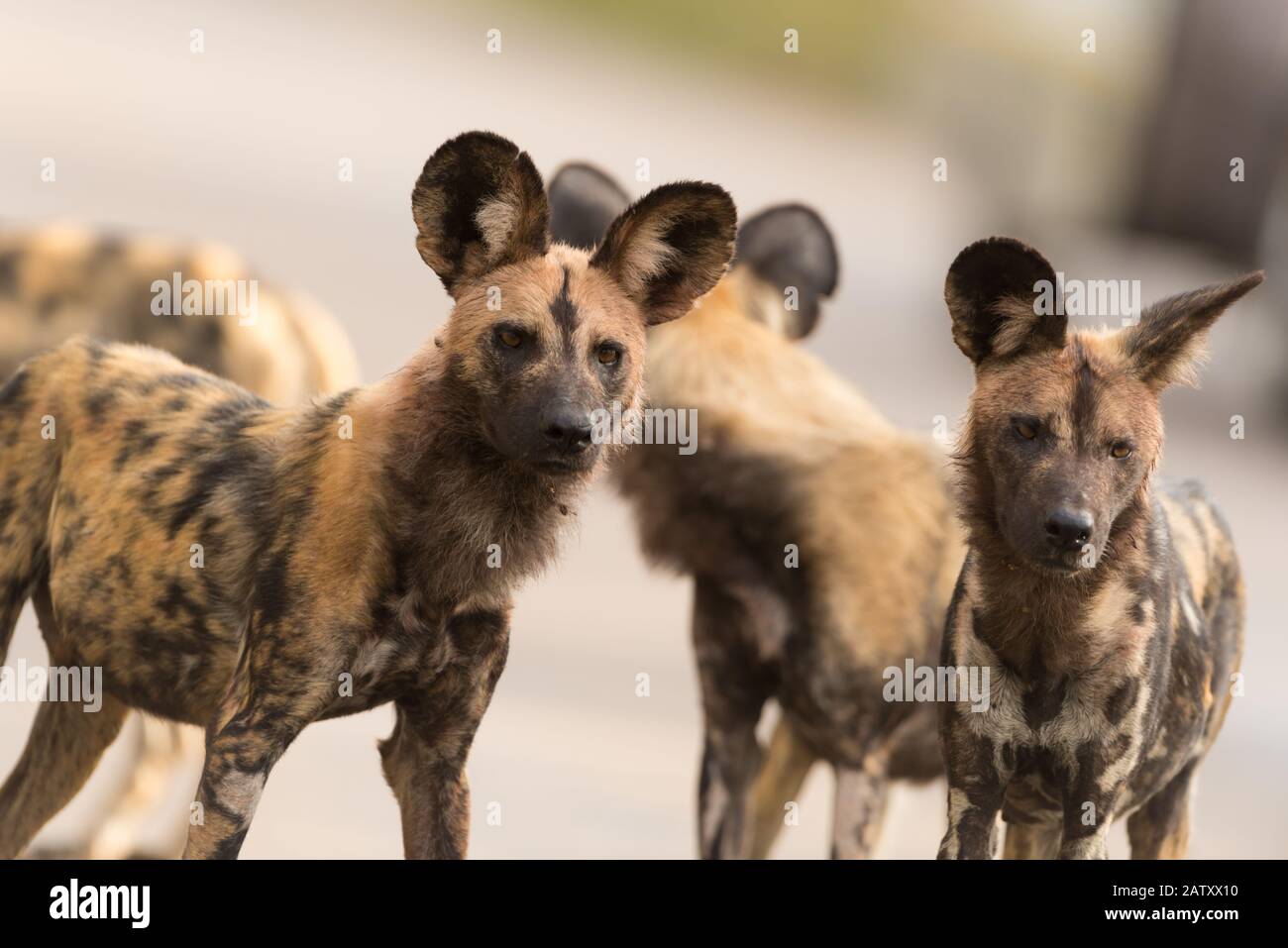 African bush dog hi-res stock photography and images - Alamy