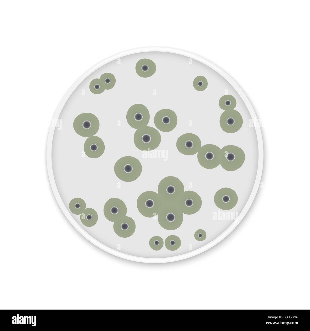 Microscope bacteria growing Cut Out Stock Images & Pictures - Alamy