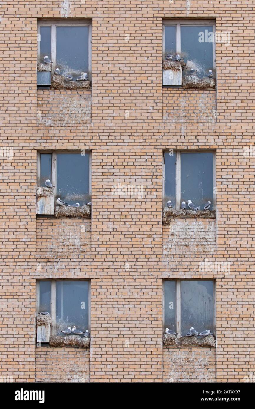 Black-legged kittiwakes (Rissa tridactyla) nesting on window sills of ...