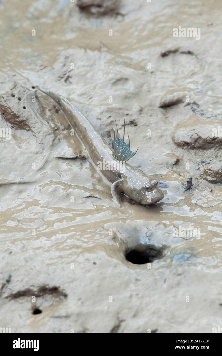 great blue spotted mudskipper, Boleophthalmus pectinirostris, adult ...