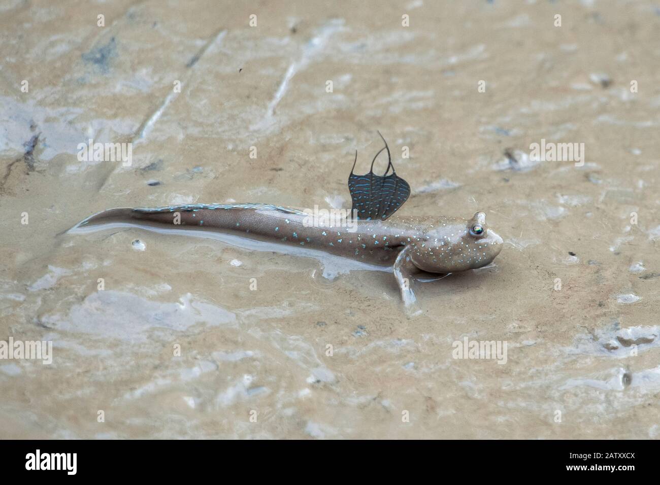 great blue spotted mudskipper, Boleophthalmus pectinirostris, mangrove ...