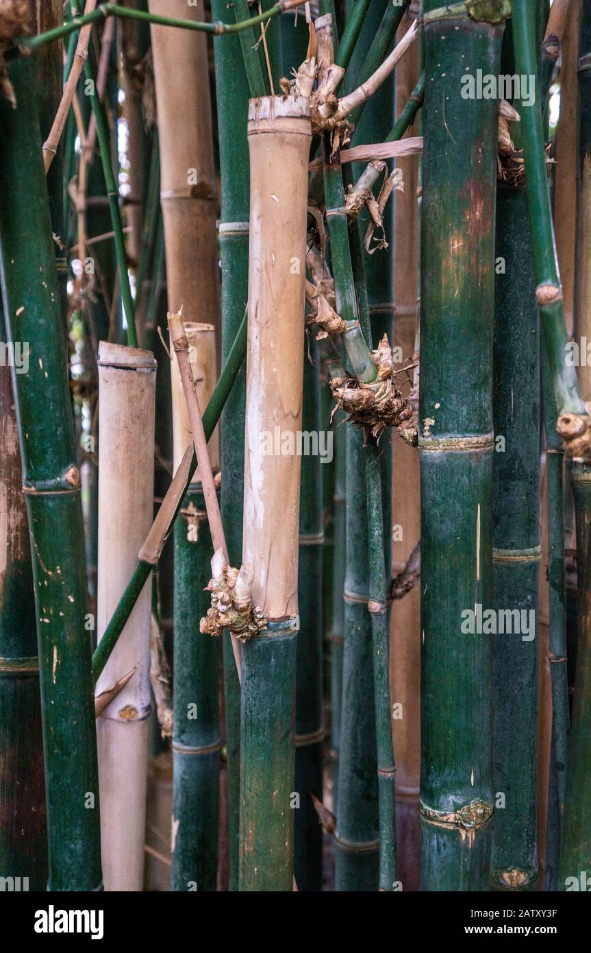 Dark green and beige bamboo jungle background scene. Abstract ...