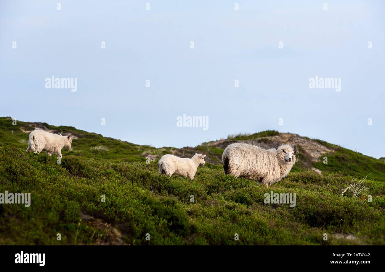 German Sheep High Resolution Stock Photography and Images - Alamy