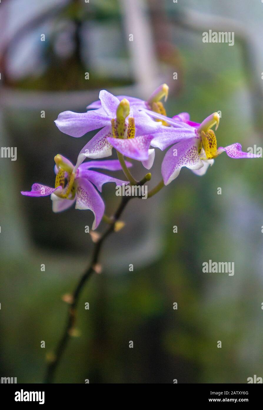 Group of light purple and yellow "Phalaenopsis pulcherrima" moth orchid ...