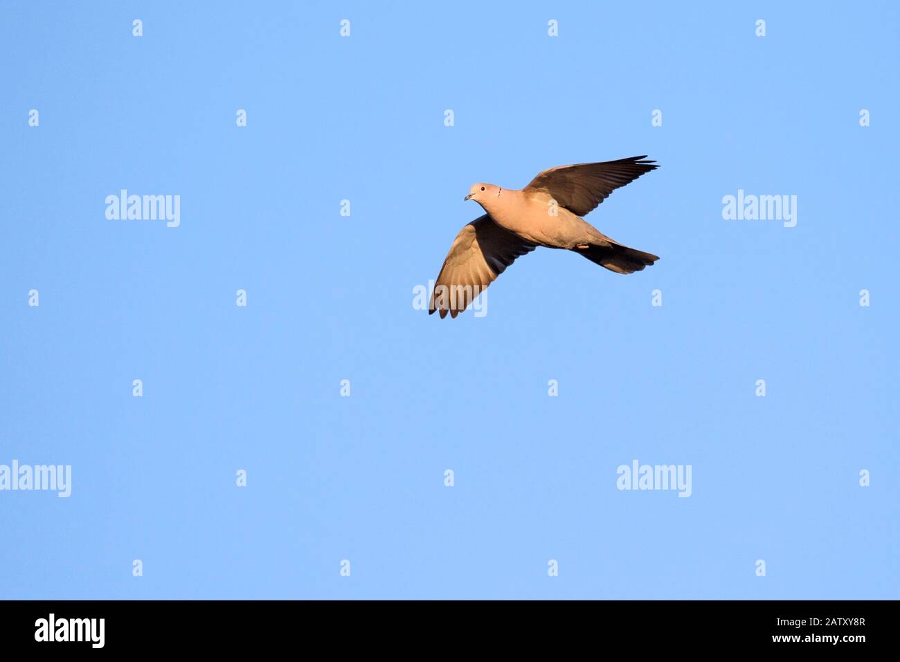 Flight doves hi-res stock photography and images - Alamy