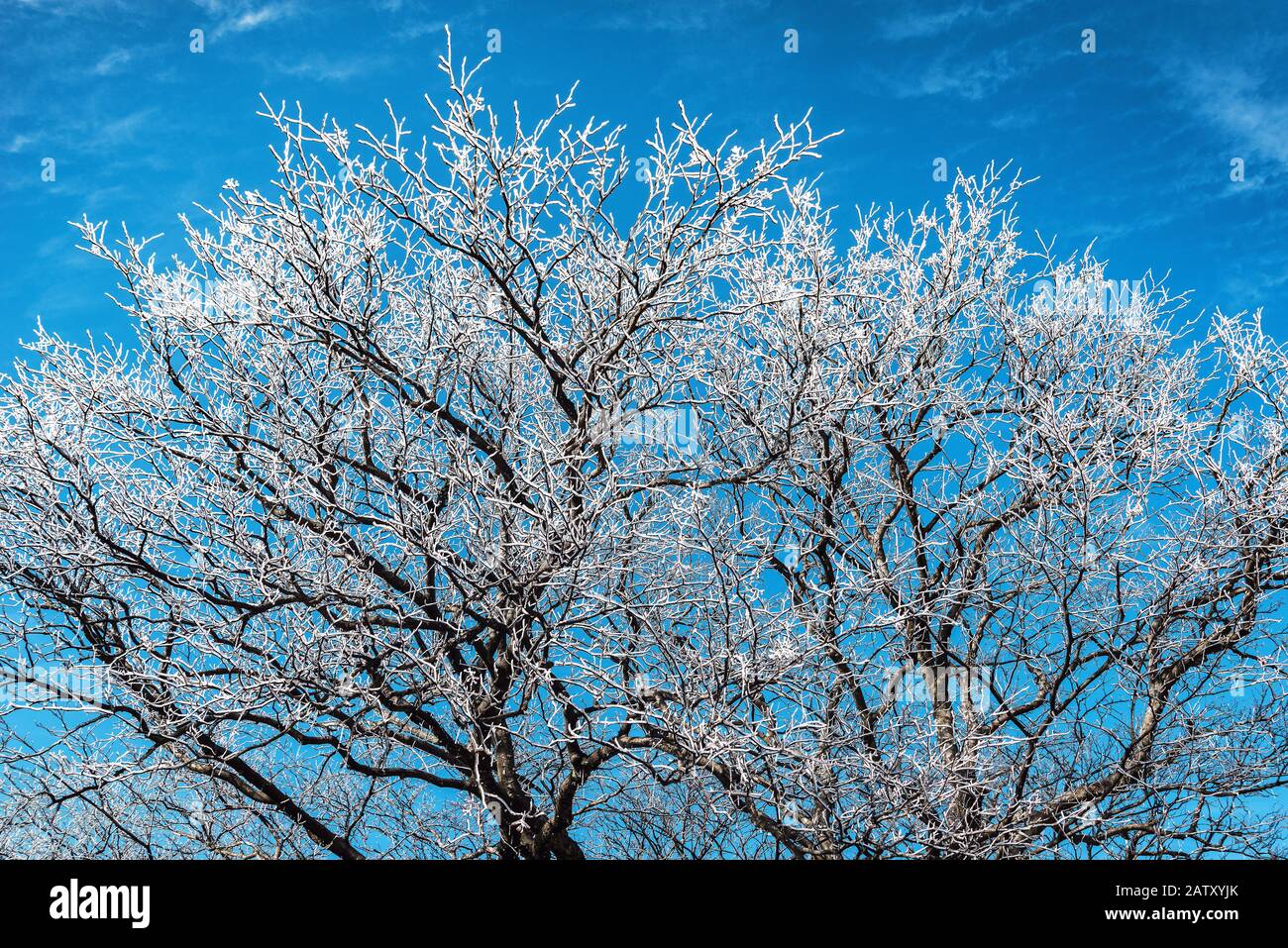 Frozen branches of the trees Stock Photo - Alamy