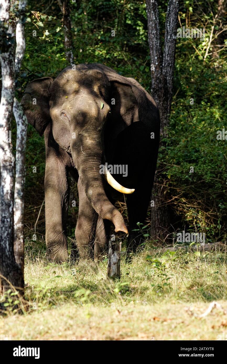 Asiatic One Tusk Elephant Stock Photo - Alamy