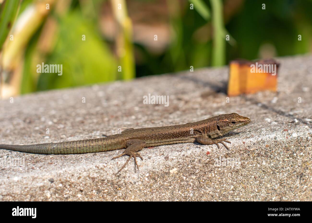 Madeiran wall lizard (Teira dugesii) on a stone wall with green leaf ...