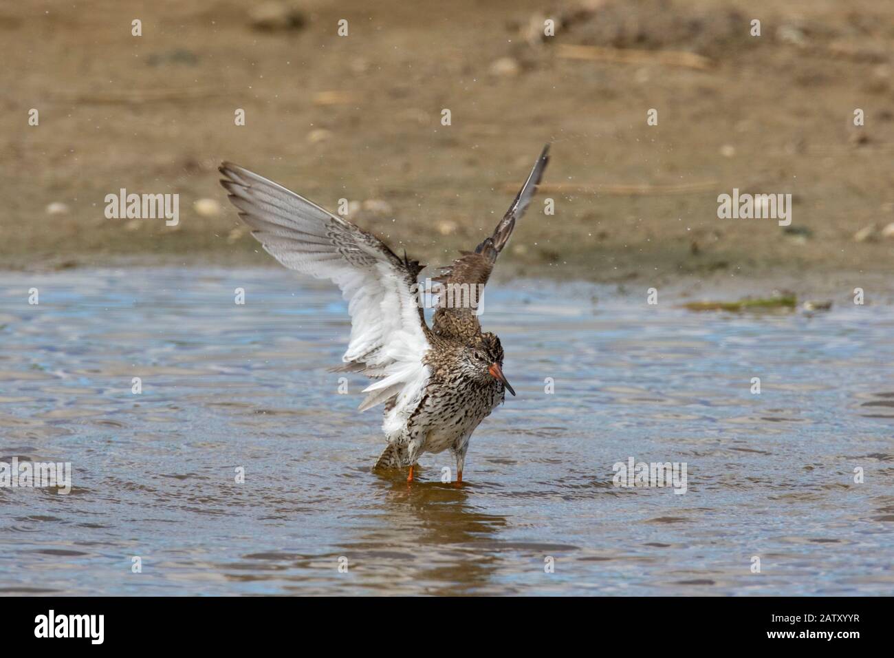 Common redshank (Tringa totanus) in shallow water with wet feathers ...