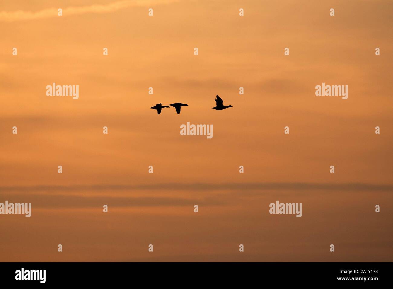 Light bellied brent goose hi-res stock photography and images - Alamy