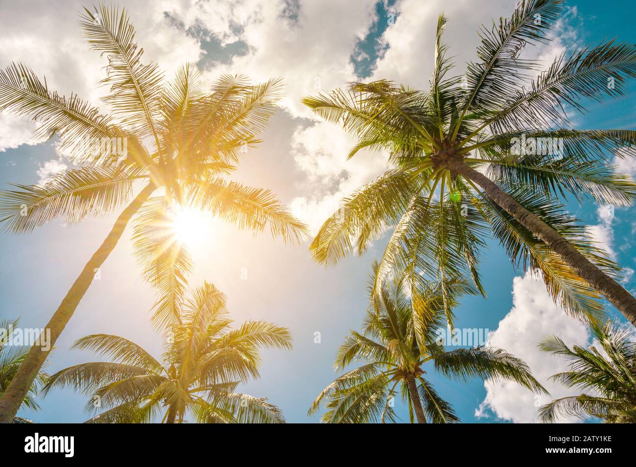 Coconut trees and sun with clouds over the sky. Summer concept Stock ...