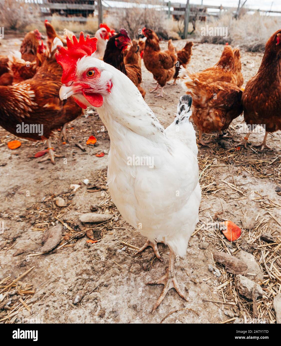 Free Range Chickens Stock Photo - Alamy
