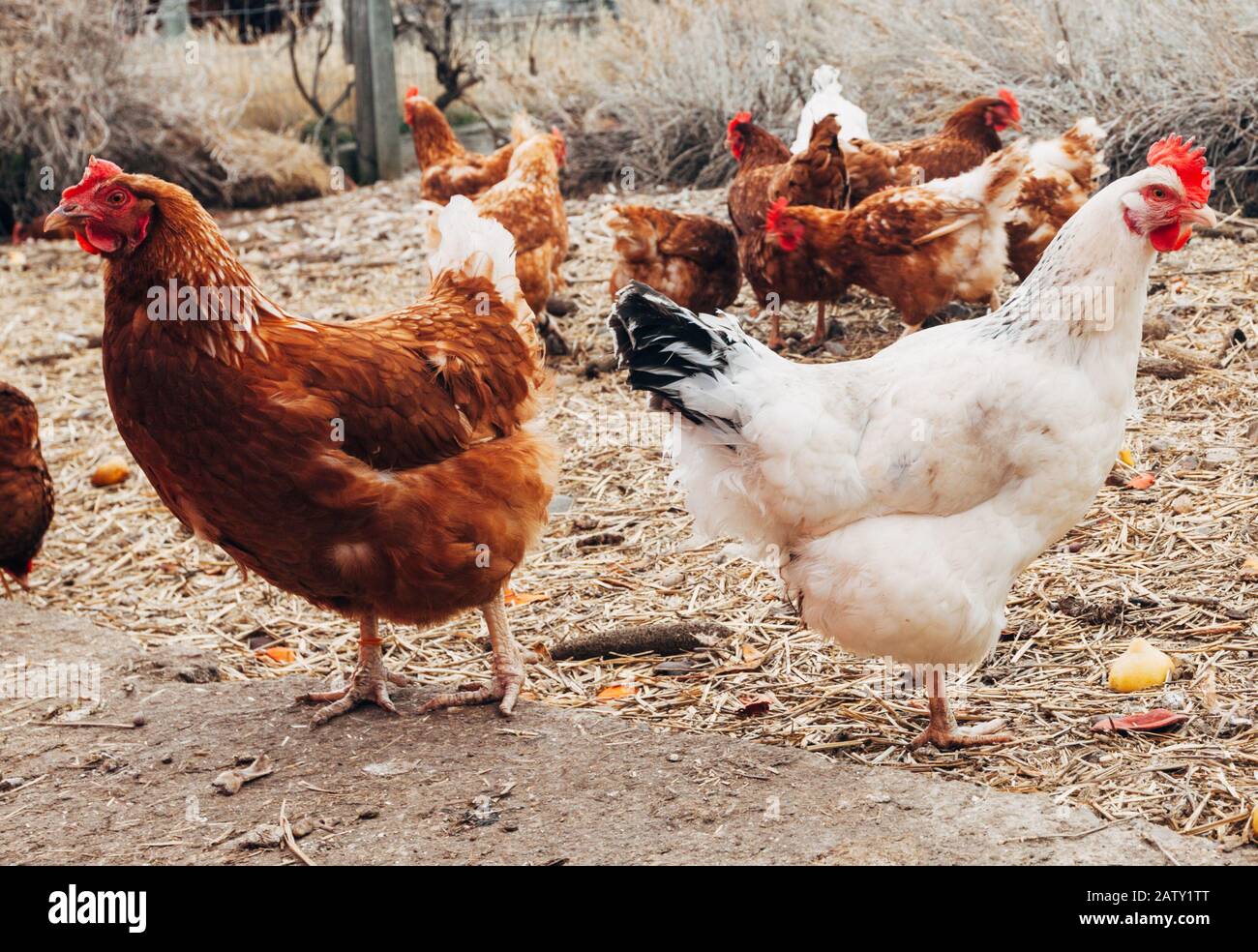 Free Range Chickens Stock Photo - Alamy