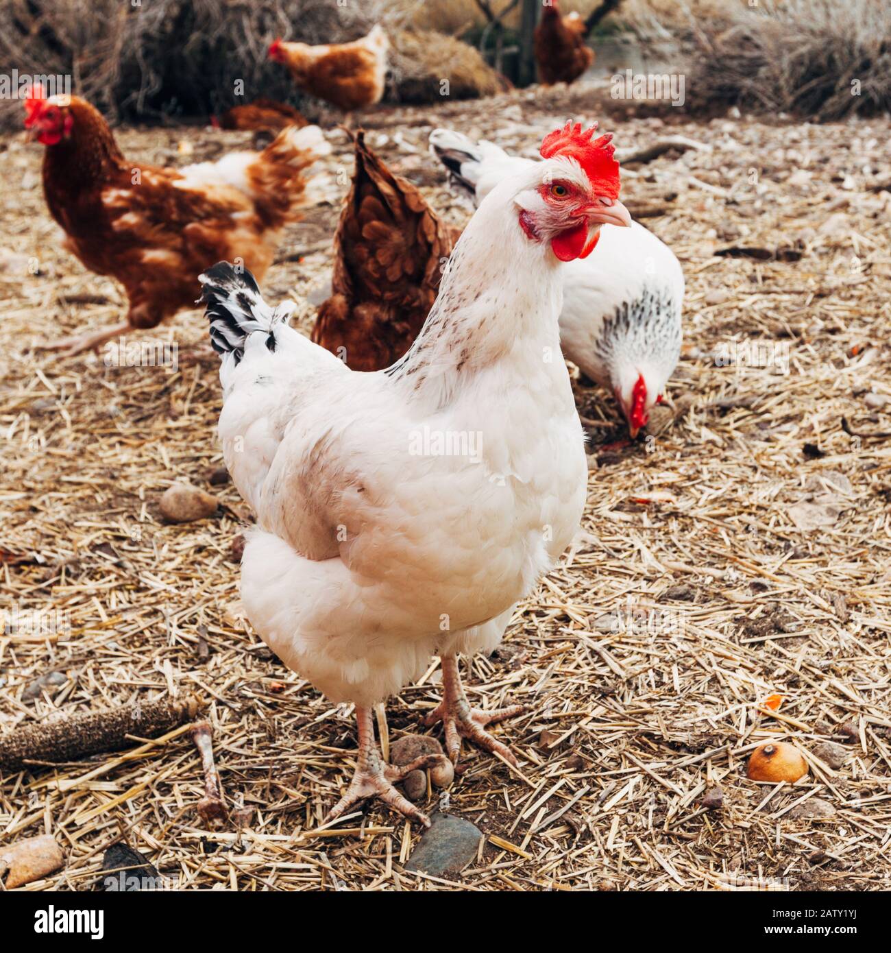 Free Range Chickens Stock Photo - Alamy