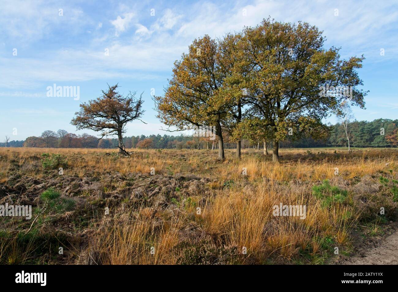 Autumn in National Park the Hoge Veluwe in The Netherlands Stock Photo ...