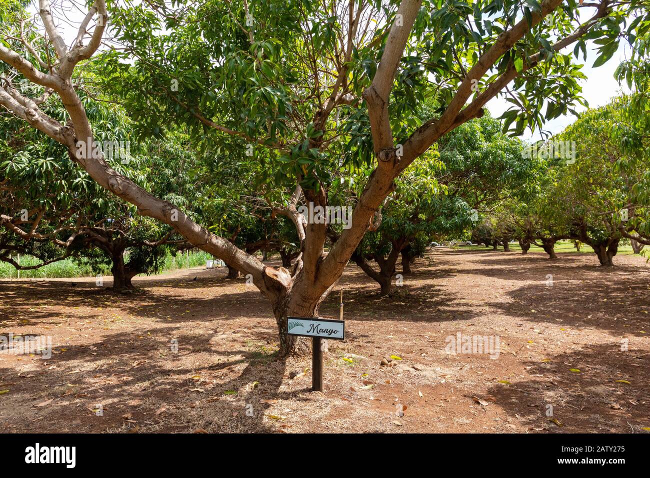 Mango Tree Hawaii High Resolution Stock Photography and Images - Alamy