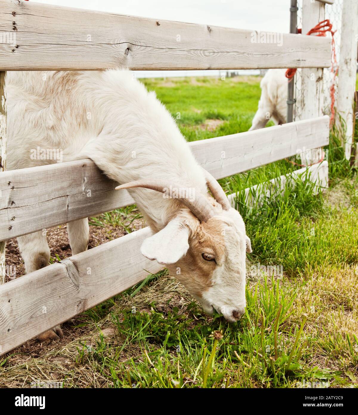 A goat eating grass through a fence Stock Photo - Alamy