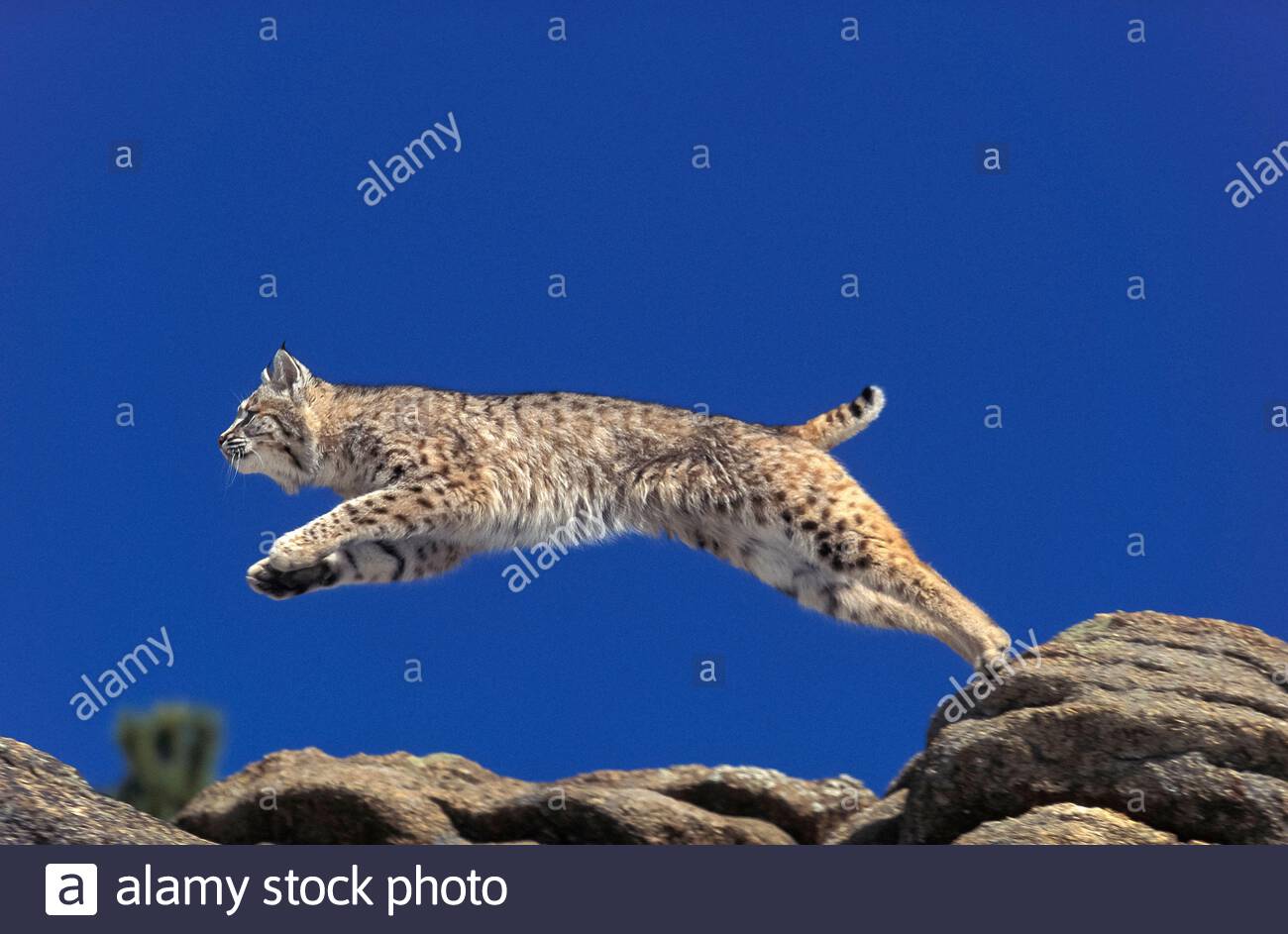 Bobcat Jumping High Resolution Stock Photography and Images - Alamy