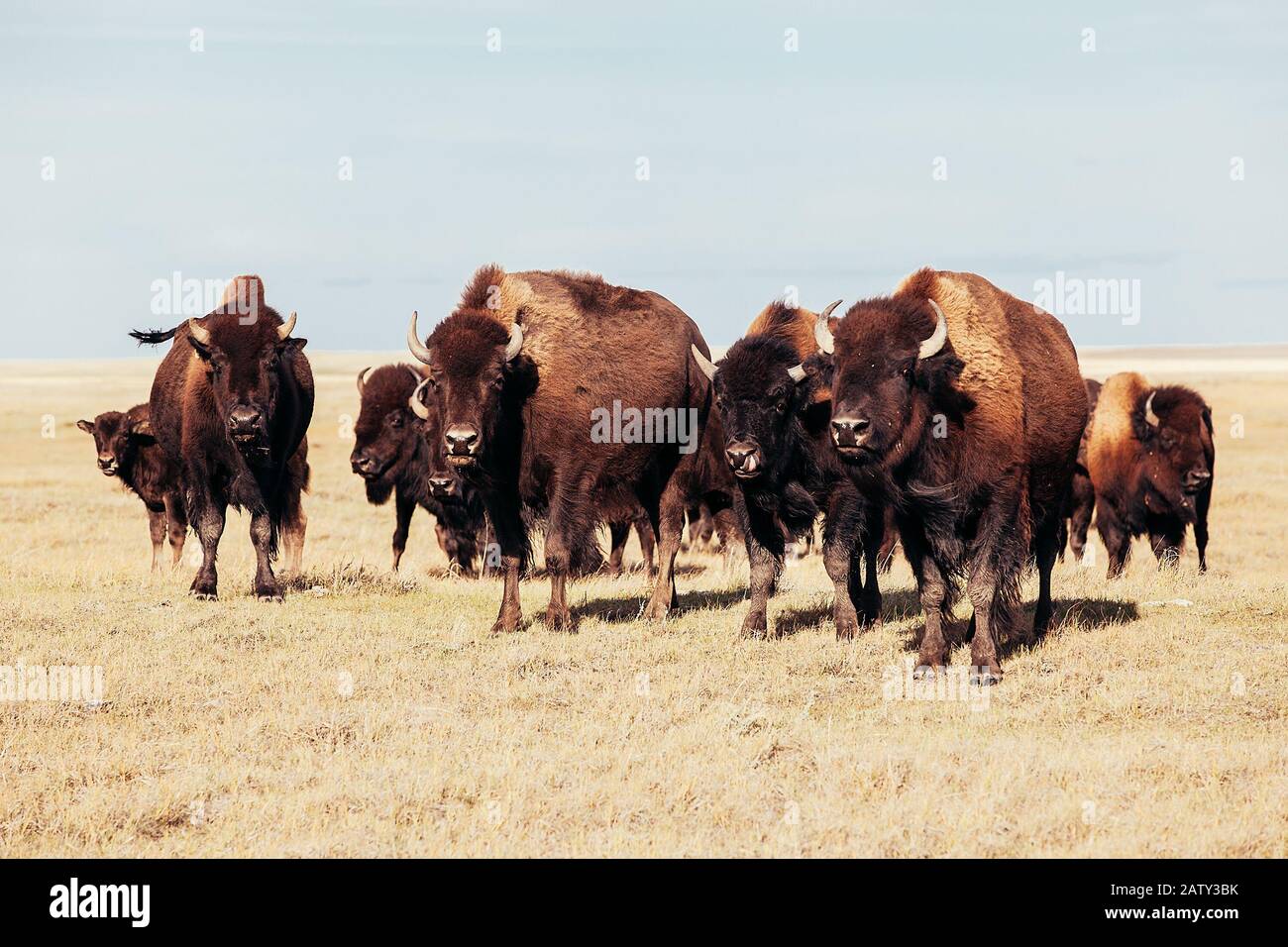 Buffalo on the prairies Stock Photo - Alamy
