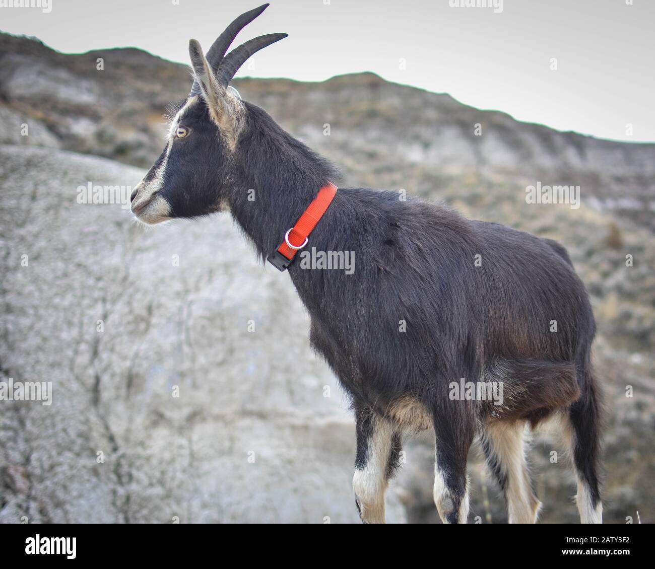 Gear haulers hi-res stock photography and images - Alamy