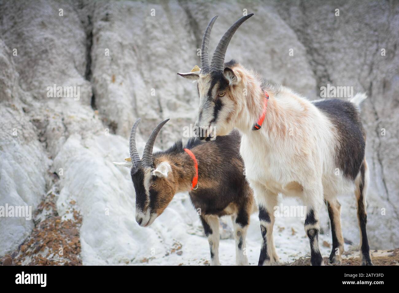 Oberhasli goat hi-res stock photography and images - Alamy