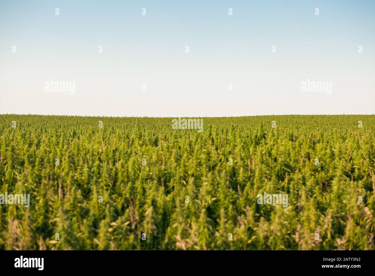 Hemp plant cannabis plants hi-res stock photography and images - Alamy