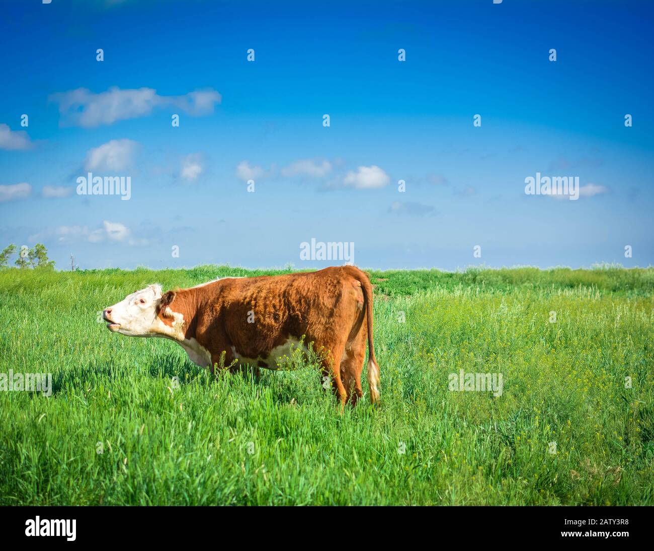 Western Way of Life Stock Photo - Alamy