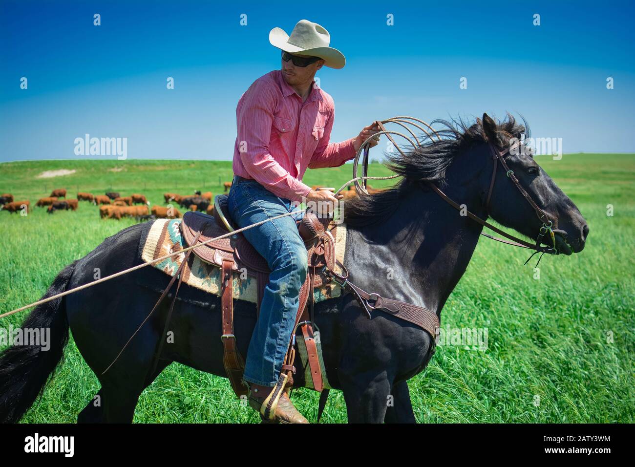 Branding cattle hi-res stock photography and images - Alamy