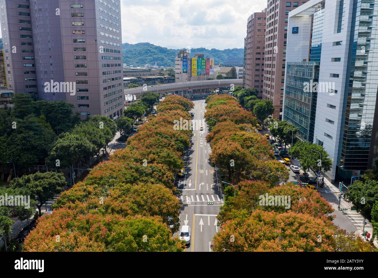 Afternoon aerial view of the Taiwanese rain tree blossom and cityscape ...