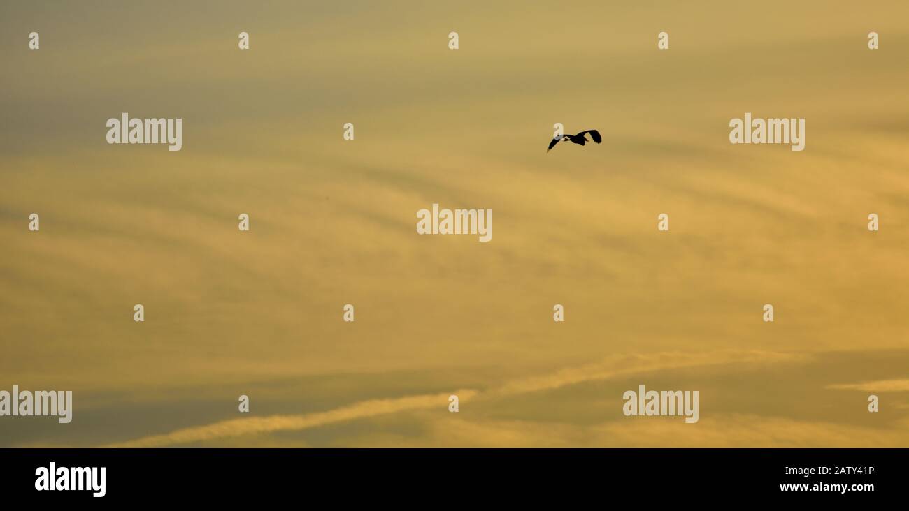 Airplane flying towards sun hi-res stock photography and images - Alamy