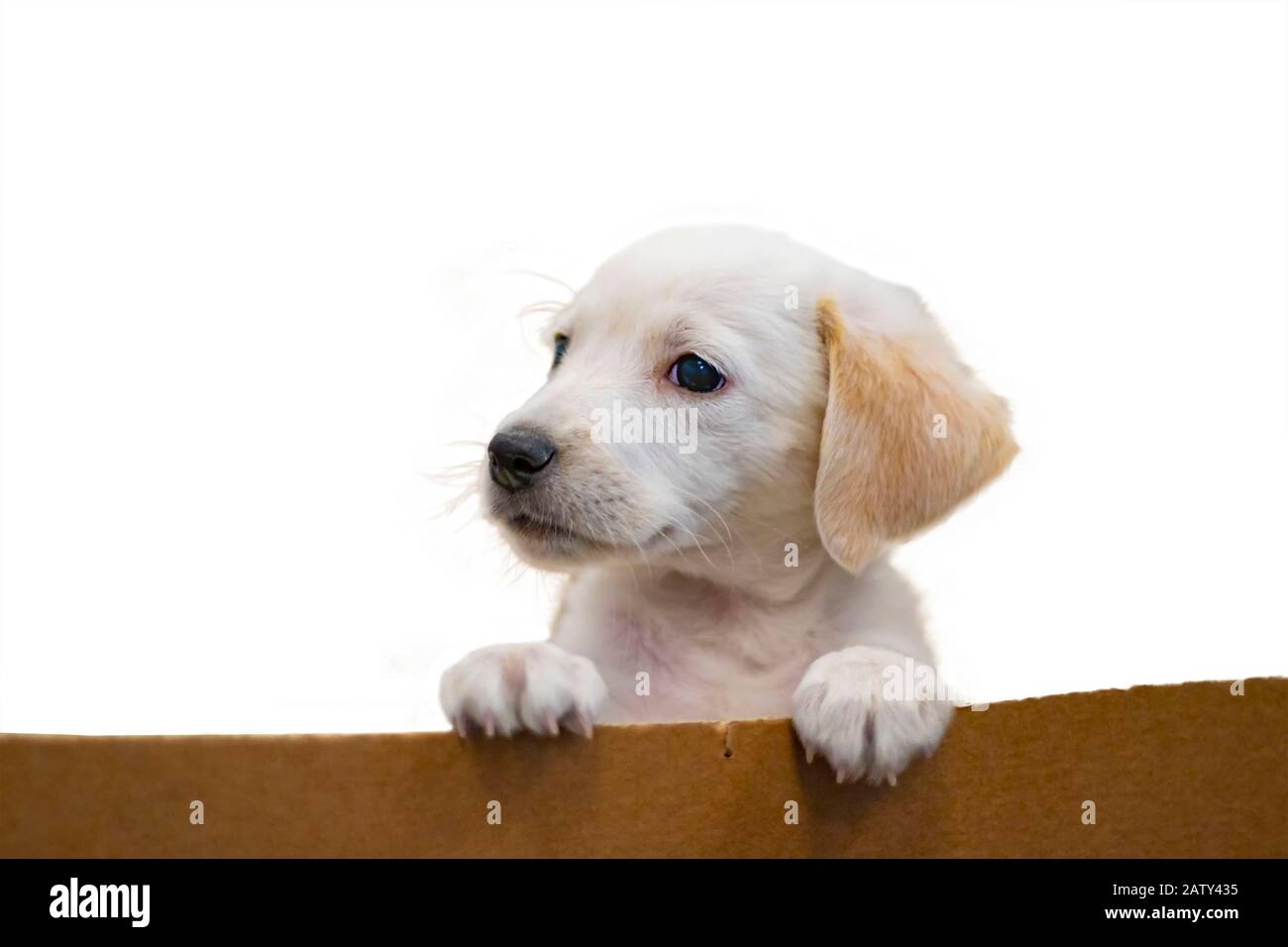 Jack Russell Golden Retriever Mix