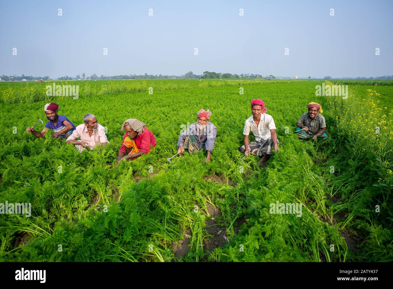 Bangladesh – January 24, 2020: Some farmers are busy cleaning the weeds ...