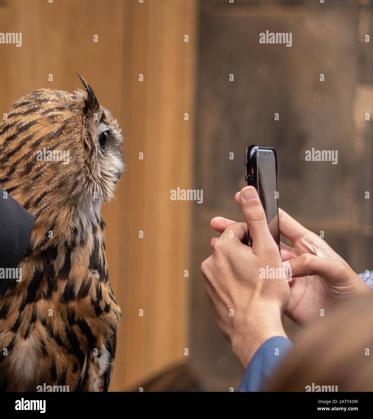 brown owl in Edinburgh festival Stock Photo - Alamy