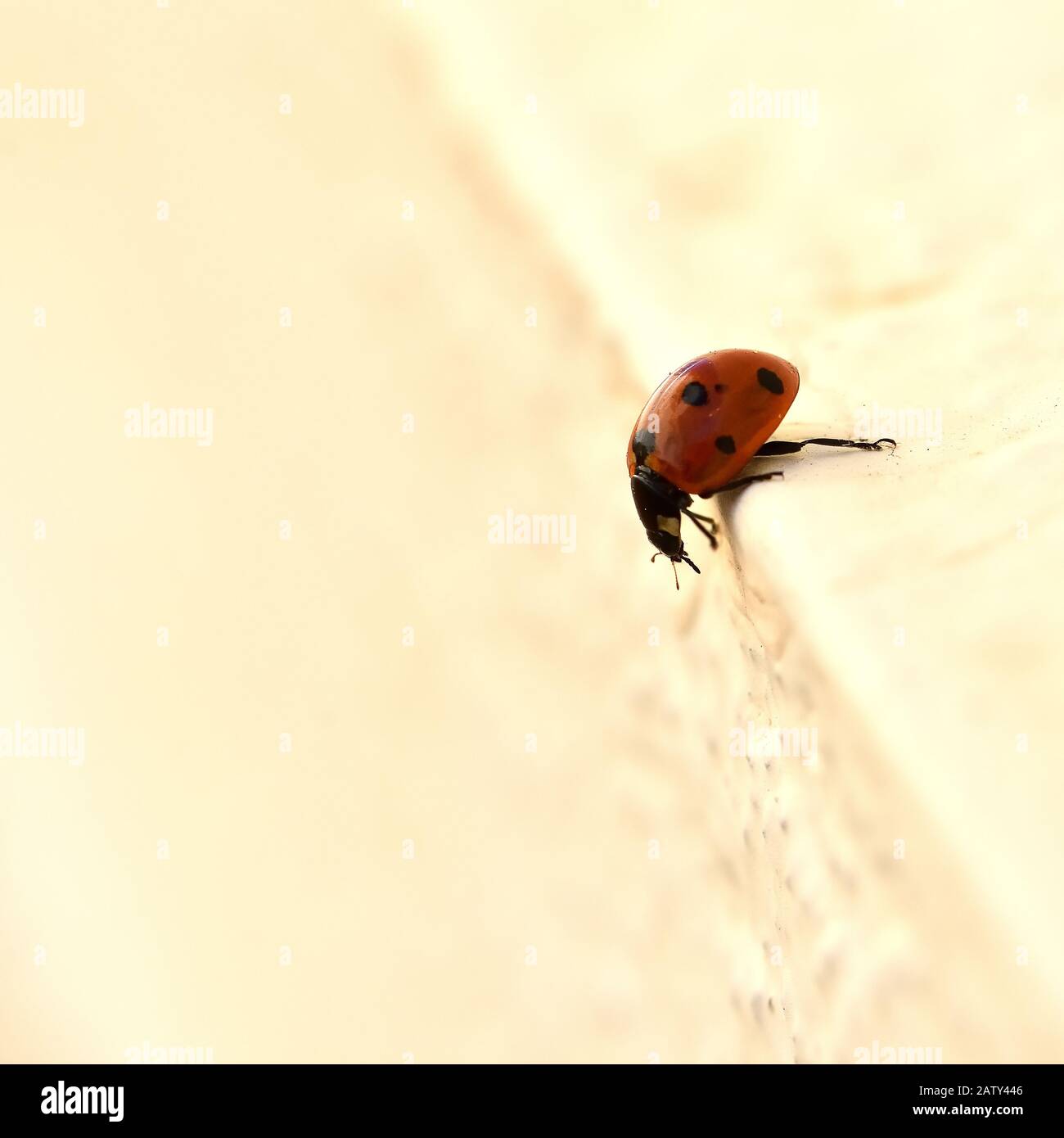 Ladybug walking along the edge of a step that resembles a white cliff ...