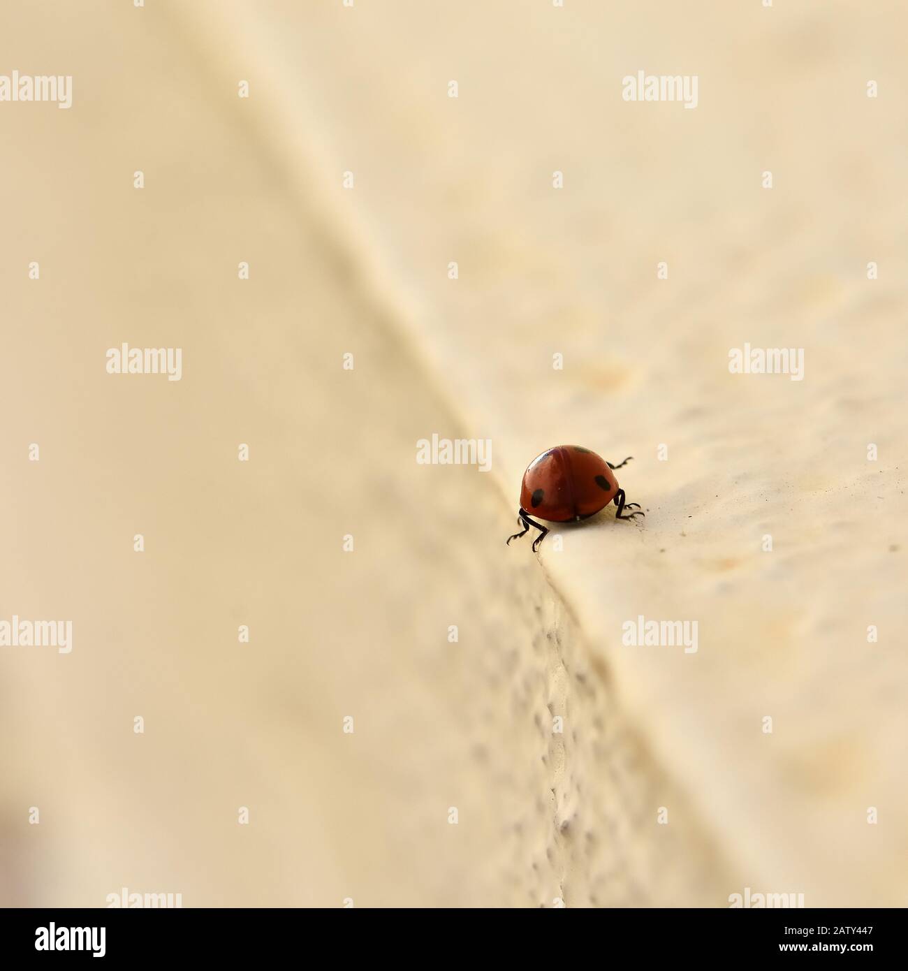 Ladybug walking along the edge of a step that resembles a white cliff ...