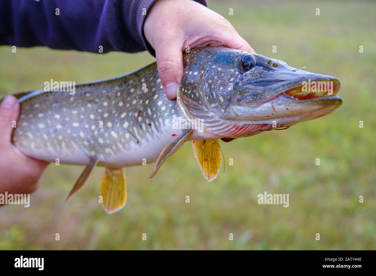 A man holds a river pike in his hands. Selective focus Stock Photo - Alamy