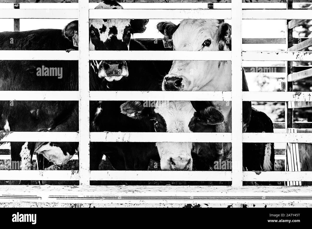 Cattle in a cage Stock Photo - Alamy