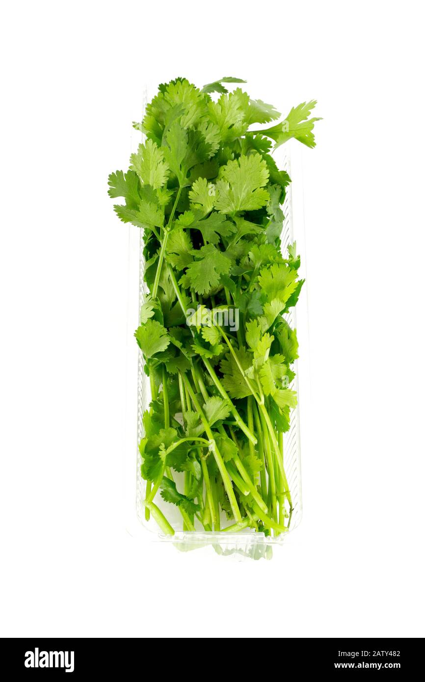 cilantro isolated on white Stock Photo - Alamy
