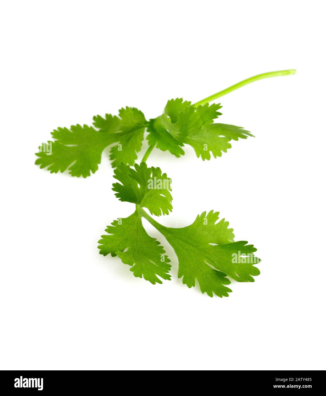 Cilantro leaf Cut Out Stock Images & Pictures - Alamy