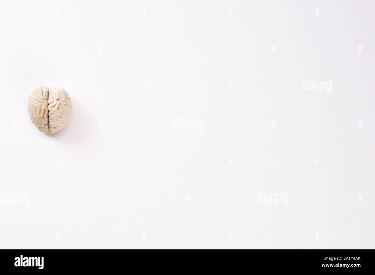 polymer clay brain, top view, isolated on a white background, place for ...
