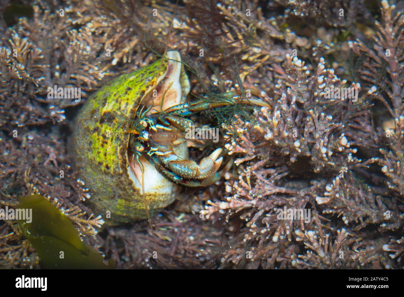 The little hermit crab (Pagurus bernhardus) feeds on the seaweed as the ...