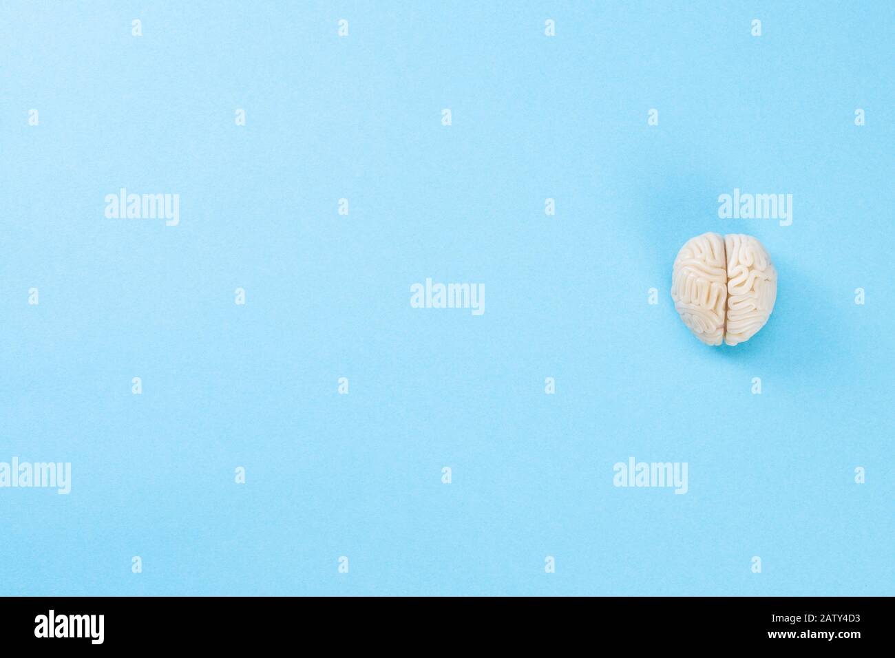 polymer clay brain, top view isolated on a blue background, place for ...