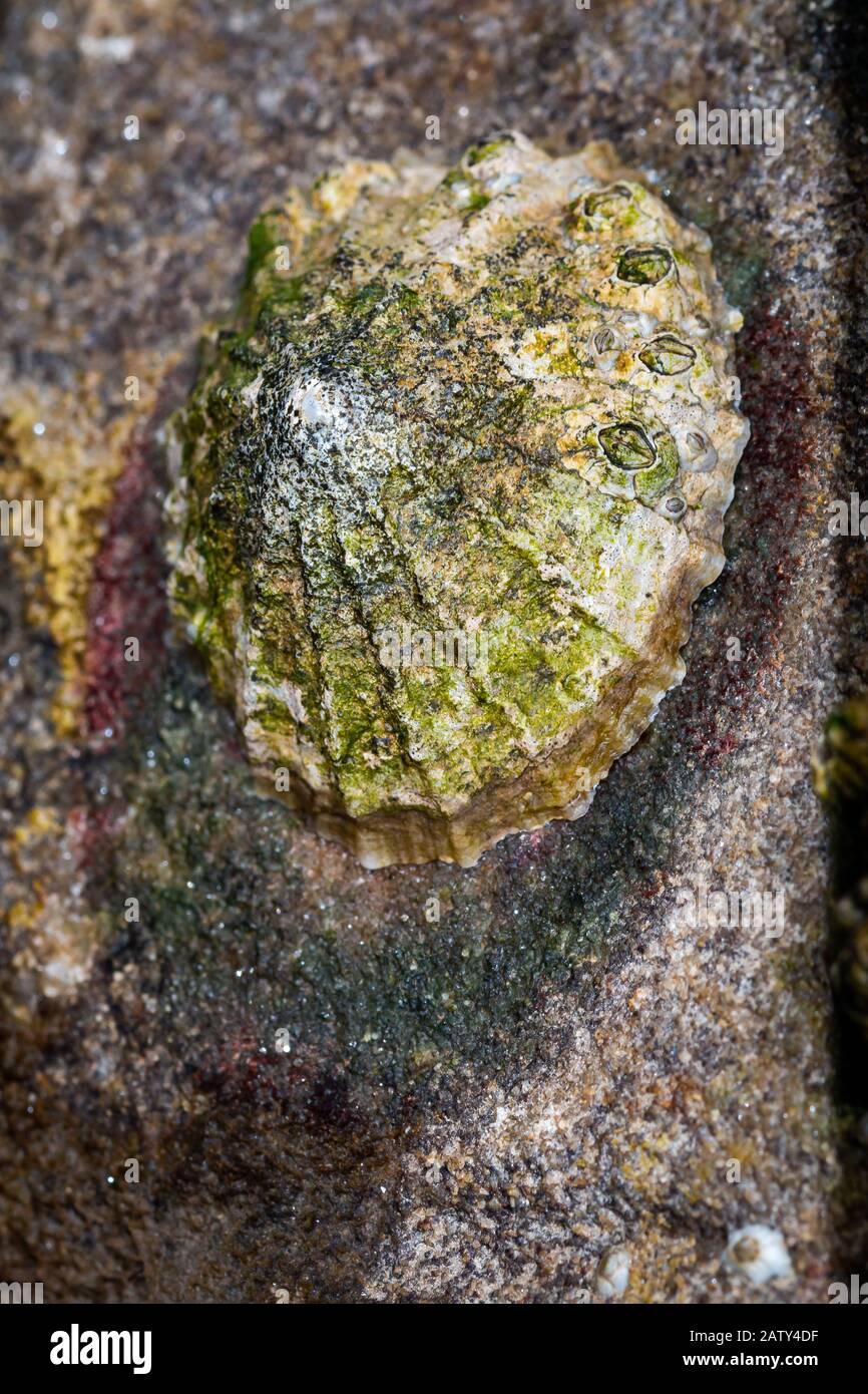 Balanus balanoides feeding hi-res stock photography and images - Alamy