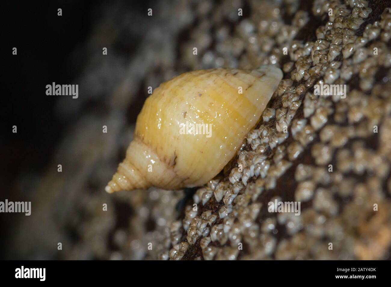 The rough periwinkle (Littorina saxatillis) waits on a barnacle covered ...